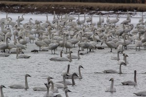 Tundra Swan Migration About To Reach Full Height • PAUL ROEDDING ...
