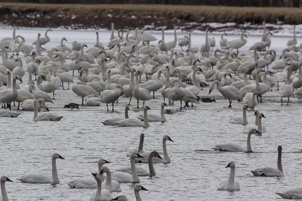 Tundra Swan Migration About To Reach Full Height • PAUL ROEDDING ...