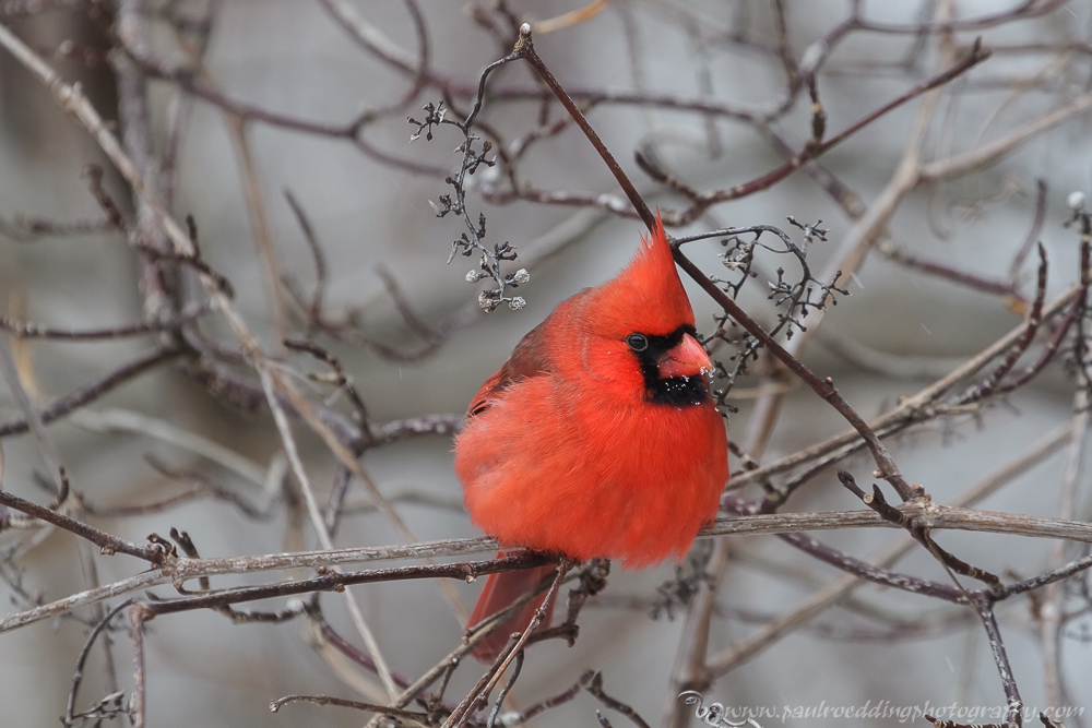 Northern Cardinals • PAUL ROEDDING PHOTOGRAPHY