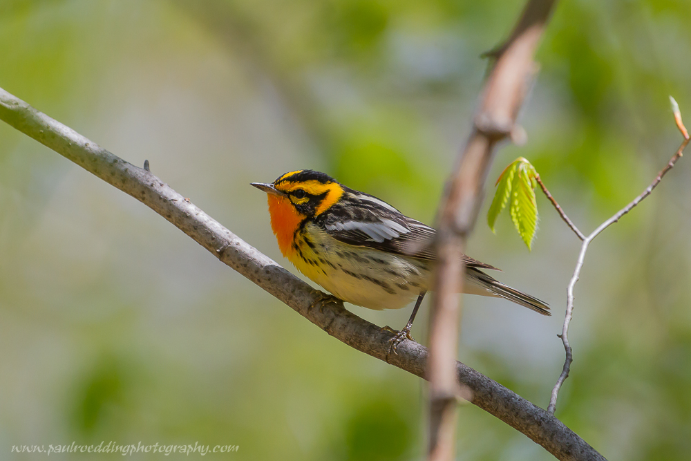 Warbler Migration Does Not Disappoint In The Forest City • PAUL ...