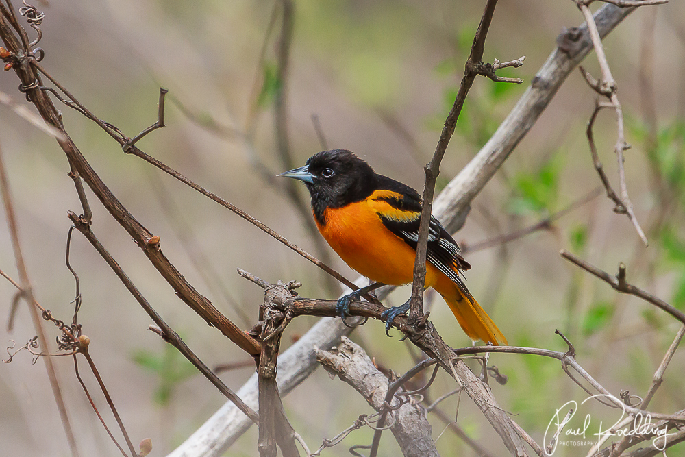 Baltimore Oriole Archives • PAUL ROEDDING PHOTOGRAPHY