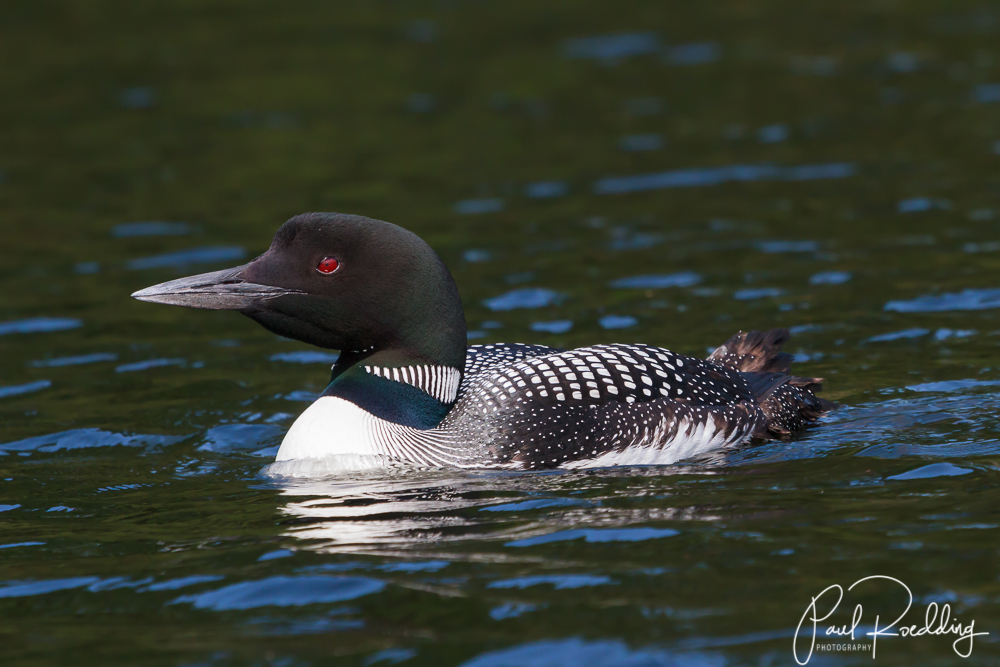 Loon Watching In Algonquin Provincial Park • PAUL ROEDDING PHOTOGRAPHY