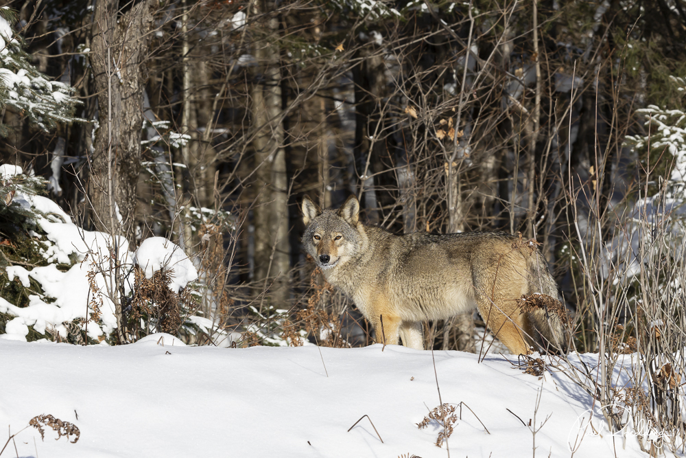Algonquin Wolf: Perhaps My Best Wildlife Encounter To Date • PAUL ...